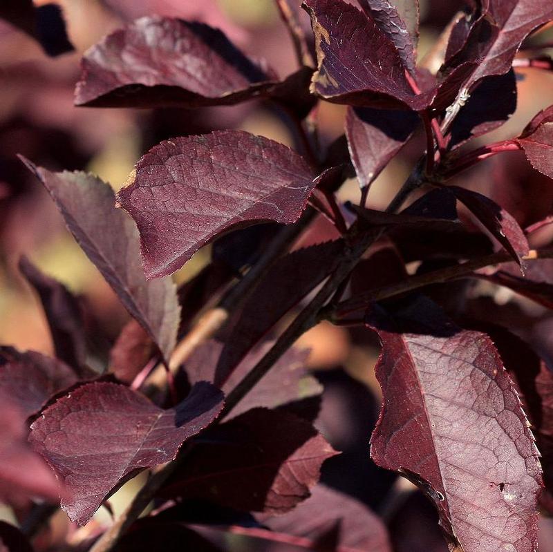 Prunus Virginiana Canada Red Canada Red Chokecherry From Antheia Gardens
